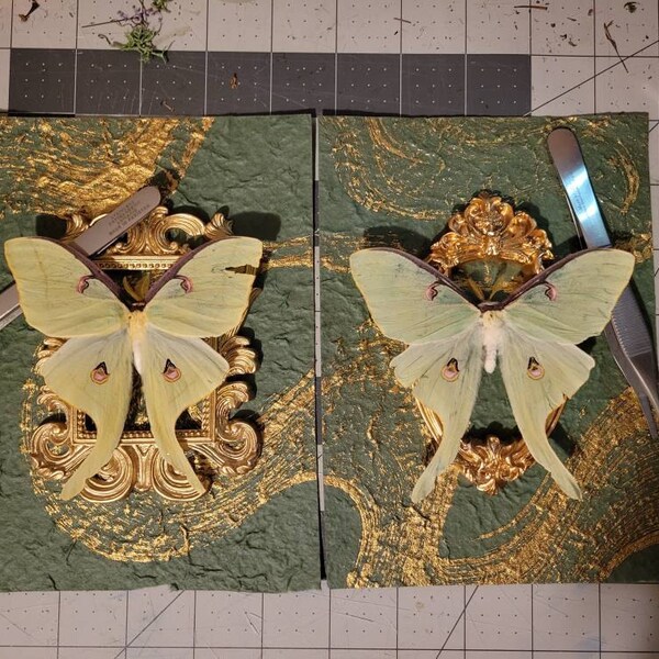 3 PRACTICE Grade Specimens of LUNA Moth Actias Luna - Etsy