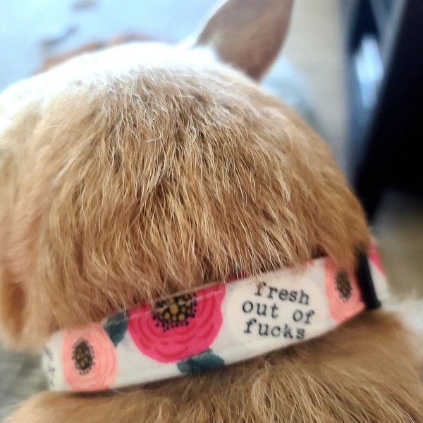 Dog Collar/fresh Out of Fus Dog Collar/ Flower Dog Collar/ Cussing Dog ...
