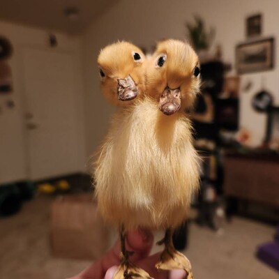 1PCS Real Fox Feet Articulated Bones Claws Paws Taxidermy Gift ...