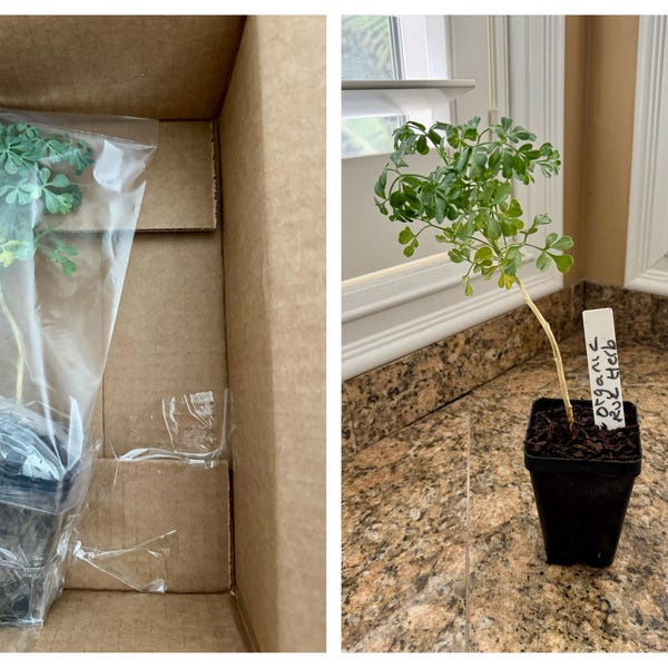 Carabao Philippine Mango Seedling Live Plant - Etsy