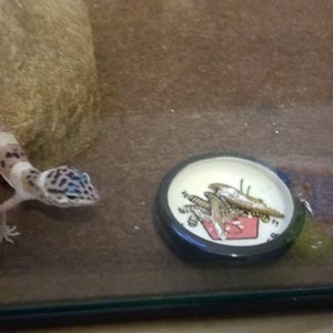 Small Quirky Gecko Dishes - Etsy