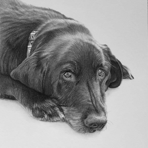 Custom Pet Portrait, Pet Memorial, Gifts, Dogs, Dog Drawing, Charcoal ...