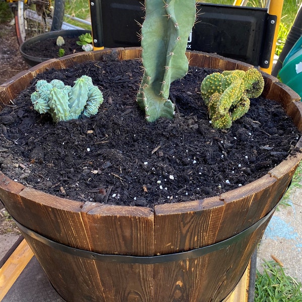 Dinosaur Back (myrtillocactus Geometrizans F. Cristata), Crested Cactus ...