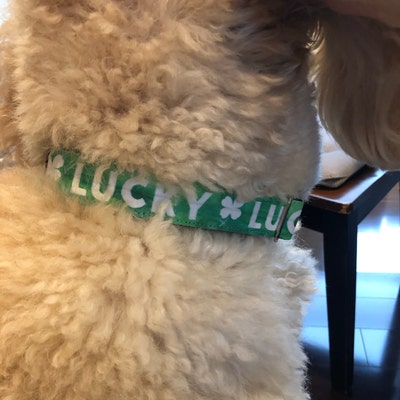 Lucky Dog Collar 1 St Patricks Day Dog Collar Shamrock - Etsy