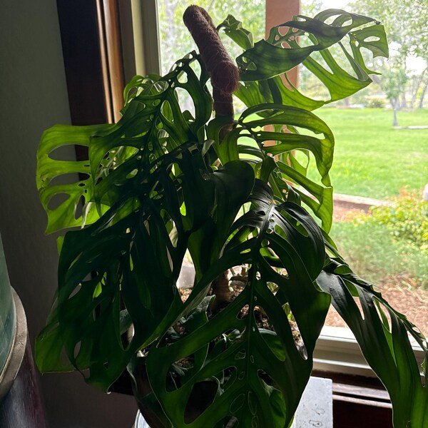 Monstera Esqueleto | True Epipremnoides Skeleton Swiss Cheese Plant ...