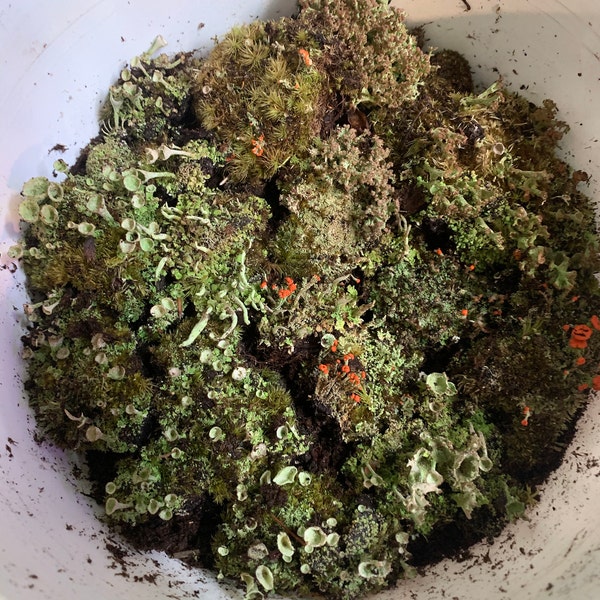 2 Pack Pixie Cup Live Lichen Moss for Terrariums Fairy Gardens Bonsai ...
