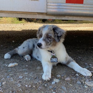 Goat Collar ID Tags - Etsy