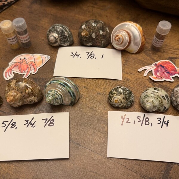 Turbo Shells Pack - Hermit Crab Shell Growth Pack - Etsy