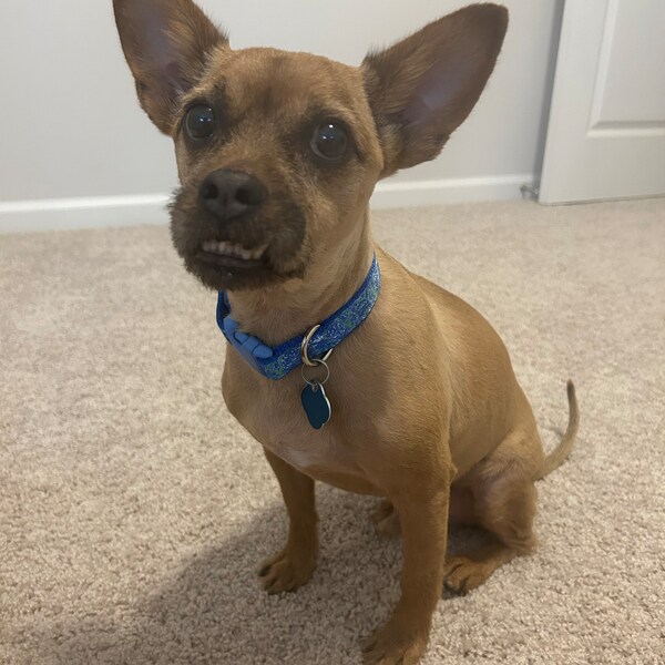 Labrador Key Fob/ Black Lab/golden Lab/ Lab Key Fob 6 and 3 Inch ...