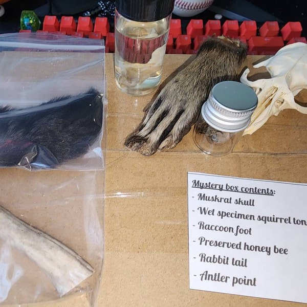 Freeze Dried Yak Feet for One Taxidermy Yak, Deer Antlers, Taxidermy ...