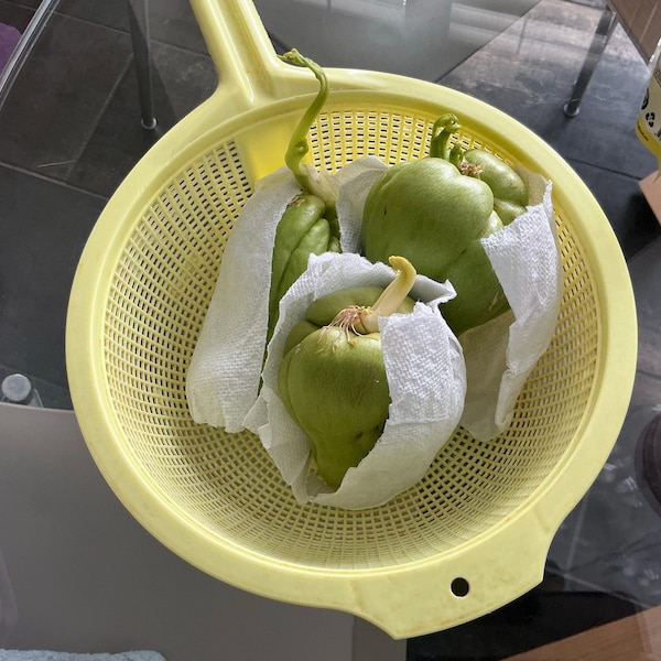 Sprouting Chayote, Choko, Chocho, Vegetable Pear, Mirliton - Etsy
