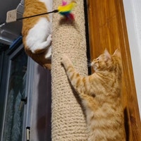Big Cat Sharp Stacker, Cat Shelf, Cat Floating Shelf, Wall Mounted Cat ...