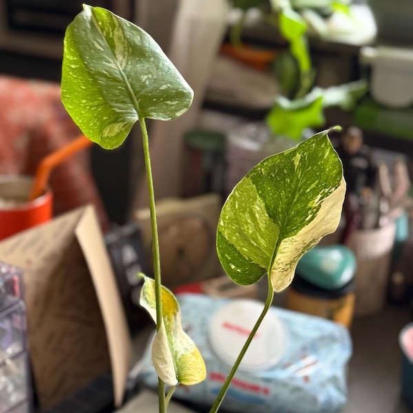 Marigold Seeds Linnaeus Burning Embers – Heirloom Flower Garden Plant ...