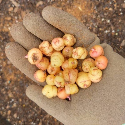 Oca Seed Tubers / Root for Planting Uqa, New Zealand Yam Organic oxalis ...
