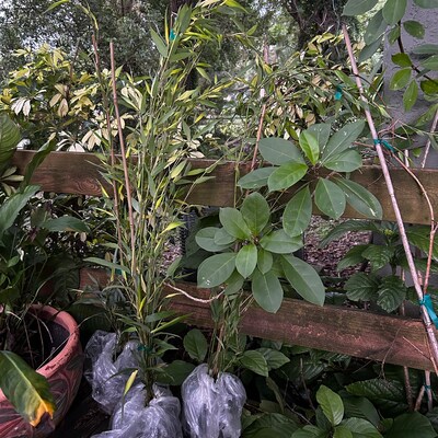 Black Monukka Seedless Grape, Live Potted Grape Plant, 1-2 Years Old ...