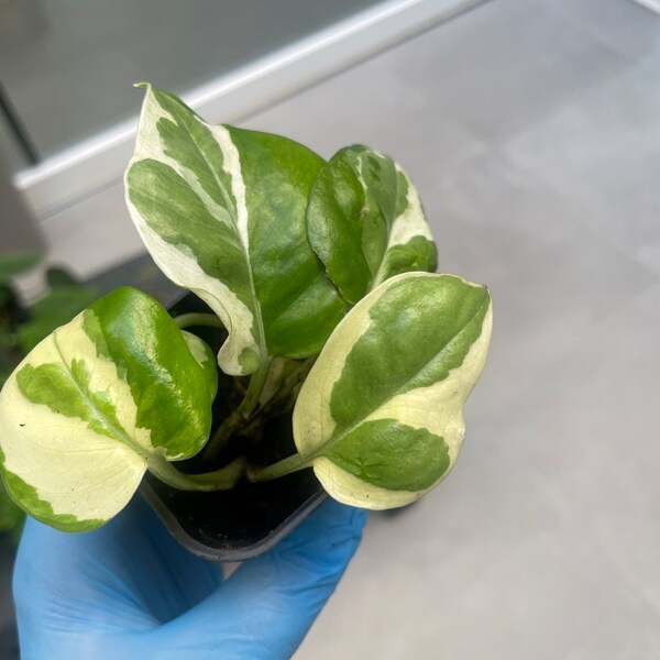 Transparent Pot for Interior Plants 12 Cm Clear Plastic Pots for Plant ...