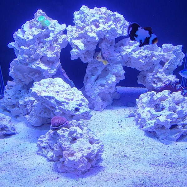 Light Pink Capnella Leather Coral Live Saltwater Coral - Etsy