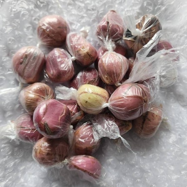 Kola Nut, Obi, Cola Nitida, Kolanut, 4, 5 and 6 Lobe Kola Nut, Cola Nut ...