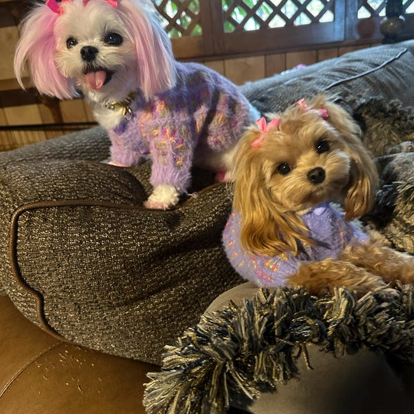 Little Bear Dog Sweater,soft Beige Dog Sweater,cat Sweater, Lightweight ...