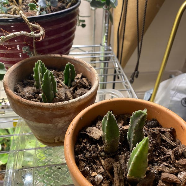 Baby Toes | 2.5 Inch | Fenestraria Rhopalophylla | Mimicry Plants ...