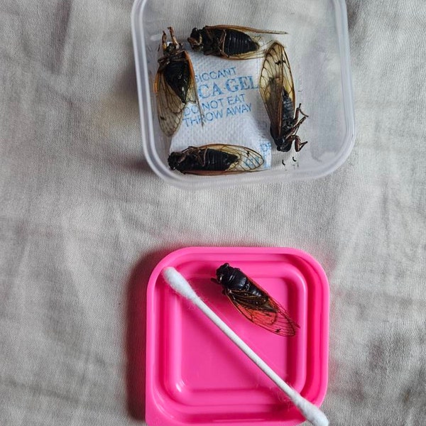 Real Dried Cicada-wings Open- Brood XIII(13) 17 Year Magicicada Genus ...