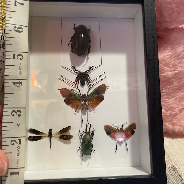 Assorted Bugs Insects Specimen Wholesale Mix Lot Bulk - Etsy UK