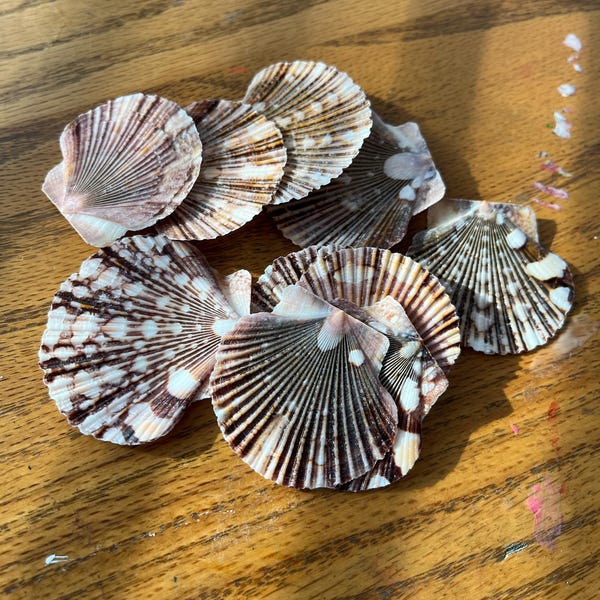 Flat Scallop Shells-shell Bulk-seashell Supplies-scallop Shells for ...