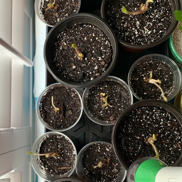 10 Strawberry Plants Chandler - June Bearing Strawberry Plants - Bare ...