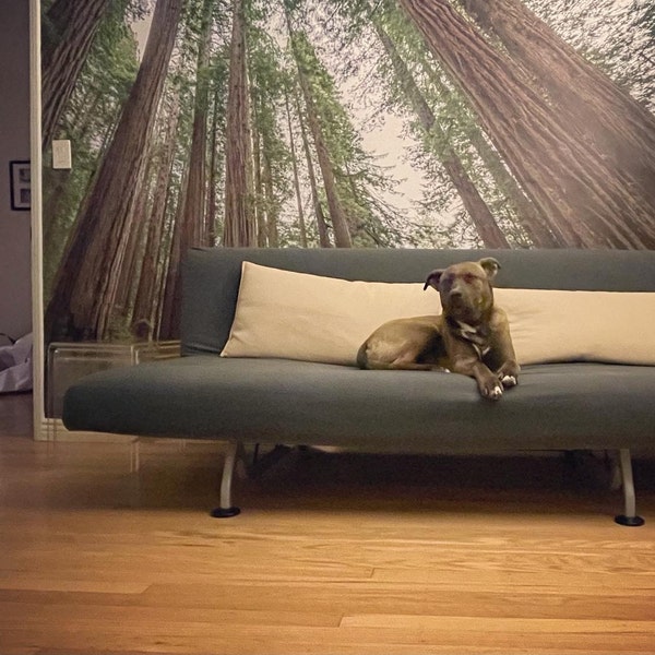 Sequoia Forest MURAL, Giant Trees Wallpaper, Redwood Wall Mural, Large ...