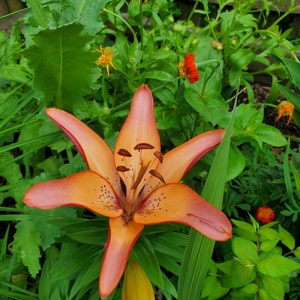 Royal Sunset Lily Flower Bulbs Vibrant Orange, Yellow, Purple-pink ...