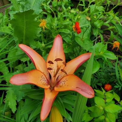 Royal Sunset Lily Flower Bulbs Vibrant Orange, Yellow, Purple-pink ...