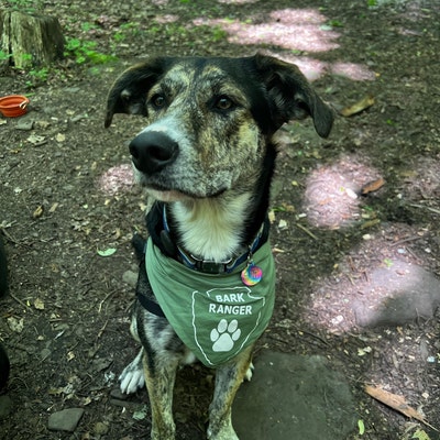 Bark Ranger Dog Bandana - Etsy