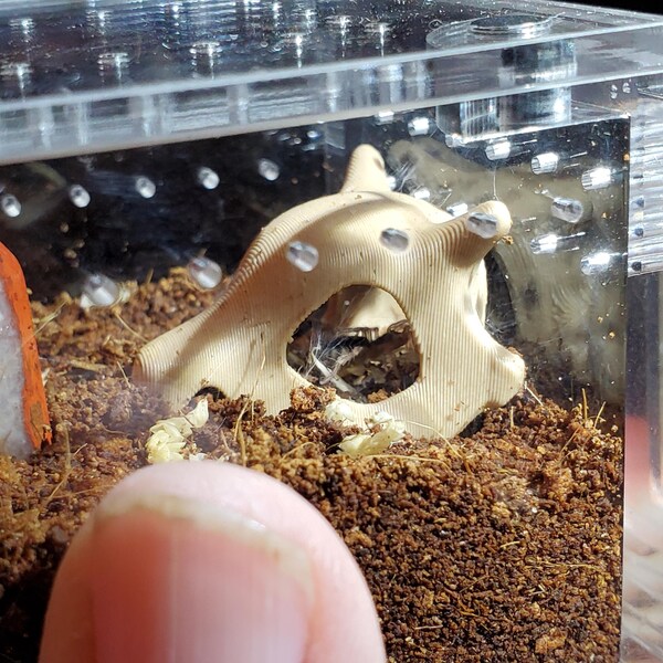 Jumping Spider or Tarantula Cubone Skull Decoration - Etsy