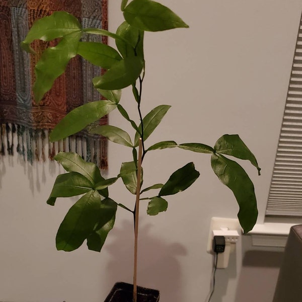 Spanish Lime Genip Guinep Ginepa Limoncillo Mamoncillo Fruit Seedling ...