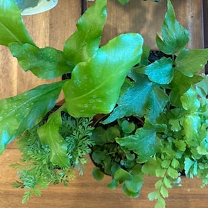 Plant Heat Pack - Etsy