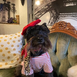 Dog Flight Jacket Red - Etsy