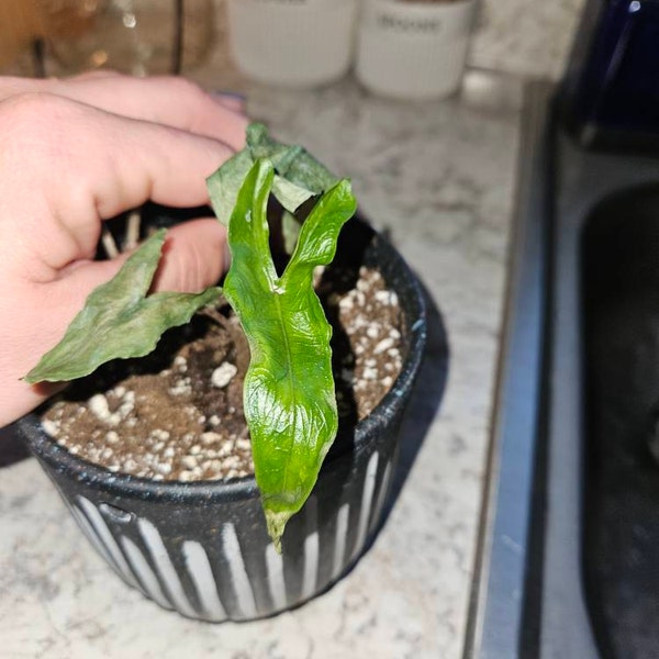 Alocasia Sabrina Starter Plant (ALL STARTER PLANTS Require You to ...