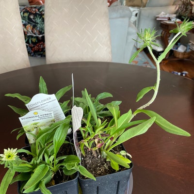 Creeping Moss Emerald Blue Subulata Phlox 3 Well Rooted Starter Grown ...