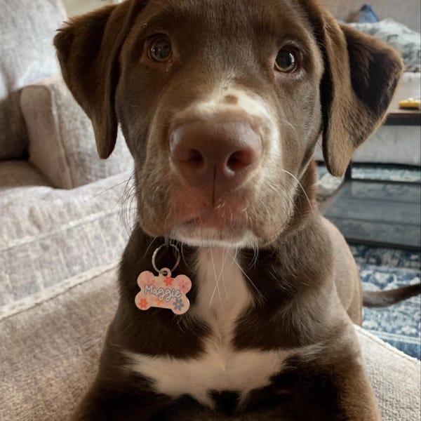 Dog Name Tag Dog Tag Pet ID Tag Custom Dog Tag Personalized Pet Tag Dog ...