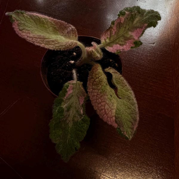Episcia Pink Picasso Variegated Flowering African Violet Starter Plant ...
