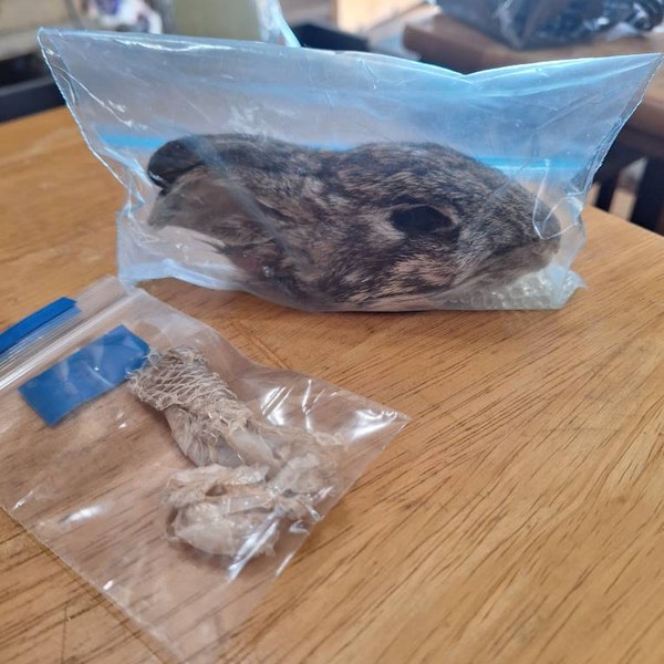 Deathtaxusa • #3634 - Real Animal Freeze Dried Stillborn Neonate ...