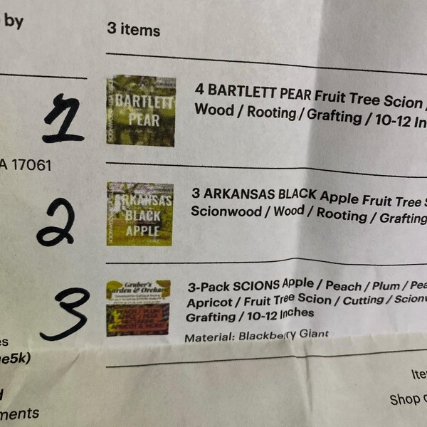 10 AMBROSIA Apple Fruit Tree Scion / Cutting / Scionwood / Wood ...