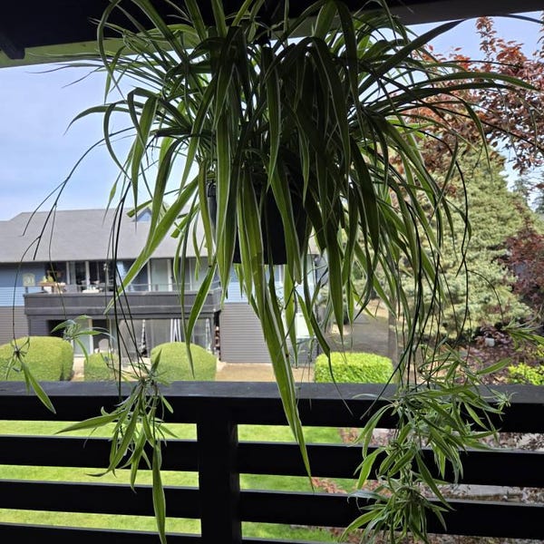 Overgrown Spider Plant in Hanging Basket - With Pups! - Etsy