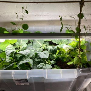 25 Dosakkai INDIAN Heirloom Cucumber Seeds; Dosakai, Sambhar Dosakaya ...
