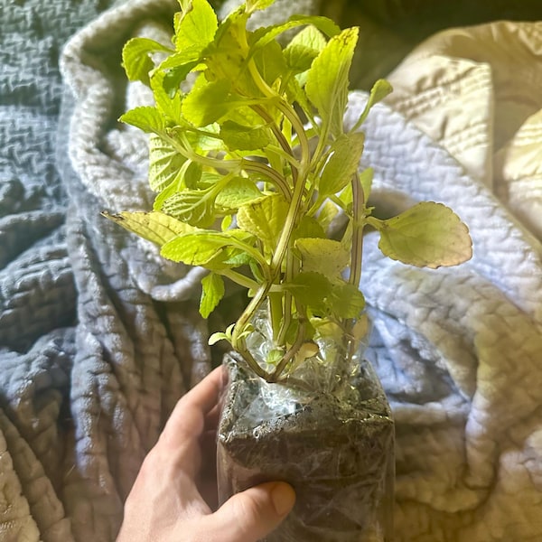 Celosia Aka Lagos Spinach Live Plant - Etsy