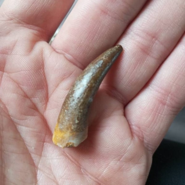 Paramblypterus Gelberti Fish Fossil - Etsy