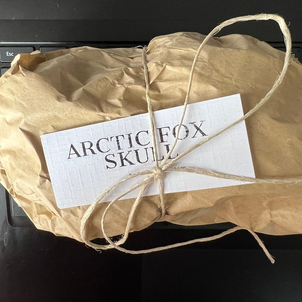 Real Arctic Fox Skull (vulpes Lagopus), Professionally Cleaned ...