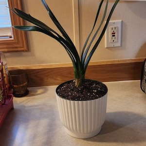 6 ZZ Plant Zamioculcas Zamiifolia Zee Zee Plant Aroid Palm - Etsy