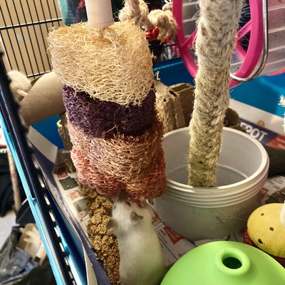 Fruity Loofah Kabob Fruit Flavored Chew Toy for Rabbits, Guinea Pigs ...