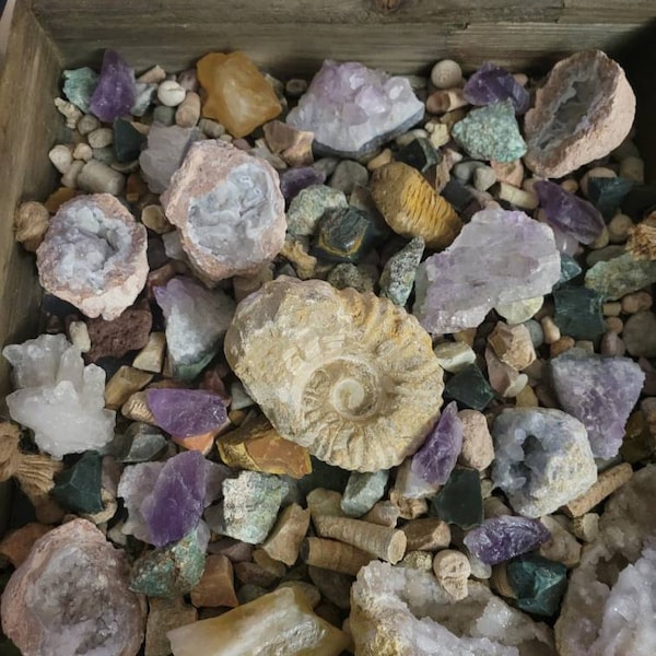Fossil Mix | Raw Fossil Hunting Kit | Genuine Assortment of Fossils ...